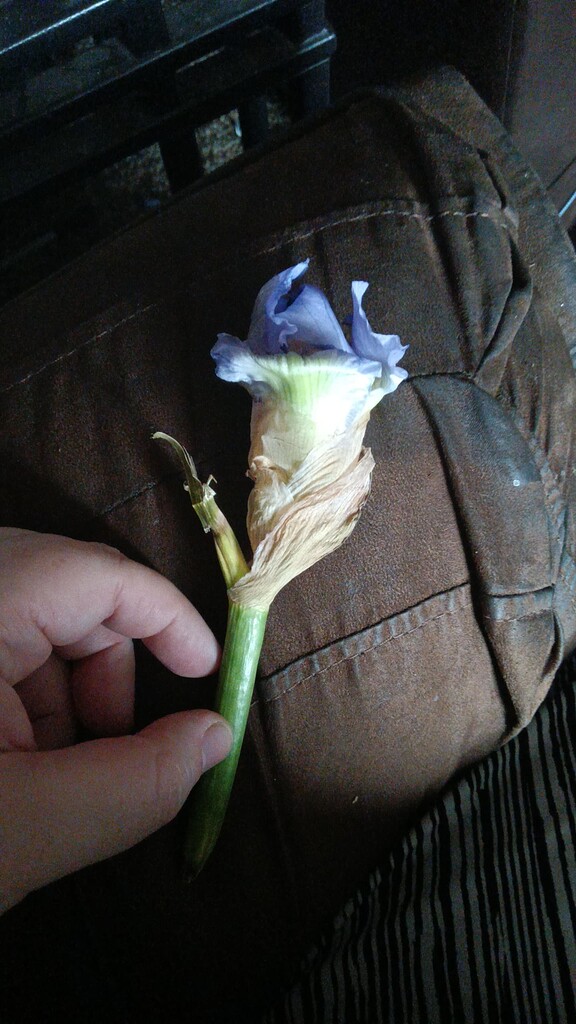 Can I use an iris flower in a curse? - Black Magick & The Left Hand ...